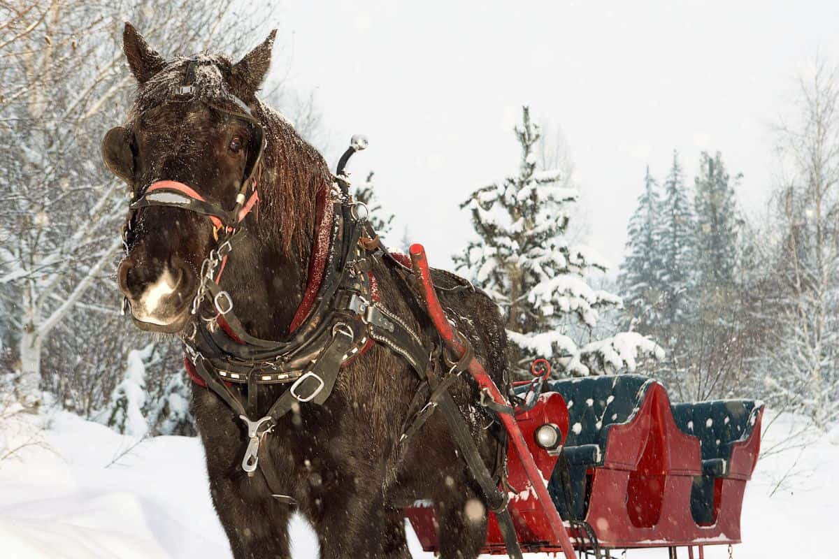 101 Best Michigan Winter Activities and Things to Do in 2025 - My ...