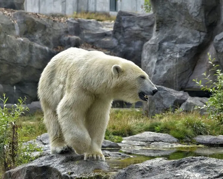 Detroit Zoo Guide 2023: 15 TOP Things to See | My Michigan Beach and ...