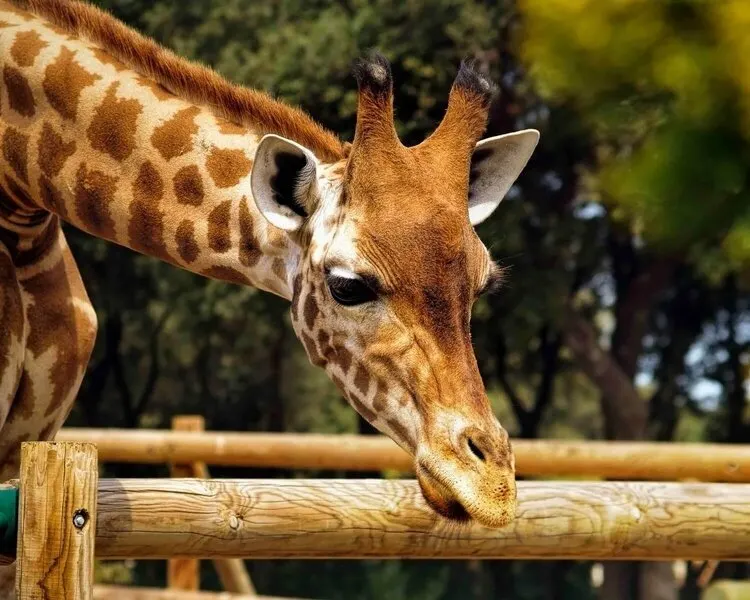 Detroit Zoo Guide 2023: 15 TOP Things to See | My Michigan Beach and ...