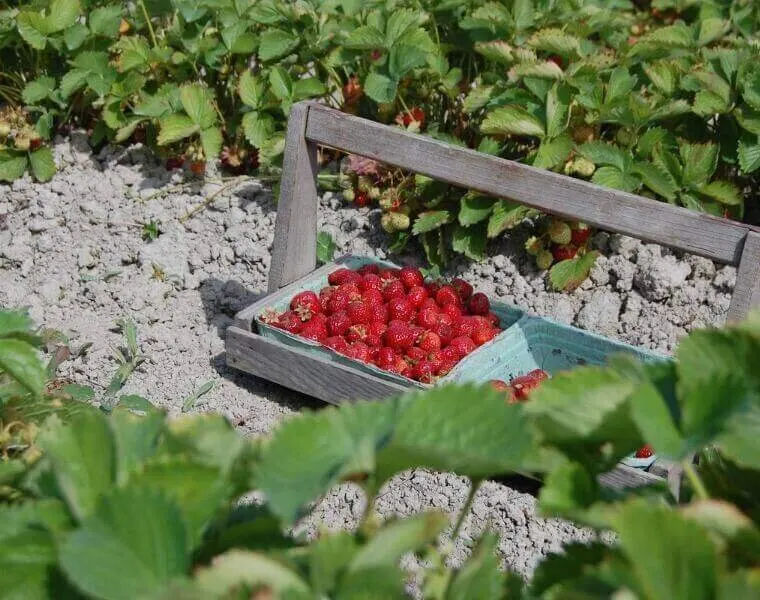 U Pick Michigan: 20 Michigan U-Pick Farms to Pick Your Own Fruits and ...