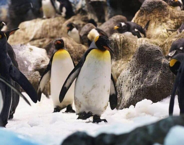 Detroit Zoo Guide: 15 TOP Things to See | My Michigan Beach and Travel