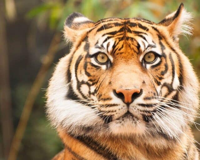 Detroit Zoo Guide: 15 TOP Things to See | My Michigan Beach and Travel