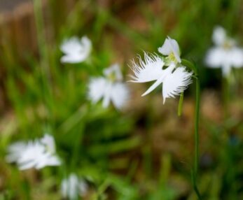 Michigan Wildflowers: 14 Native Michigan Flowers to Know | My Michigan ...