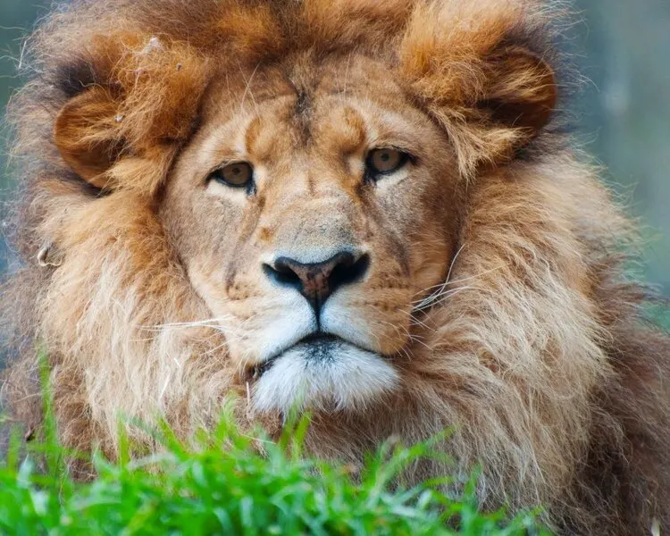 Detroit Zoo Guide 2023: 15 TOP Things to See | My Michigan Beach and ...