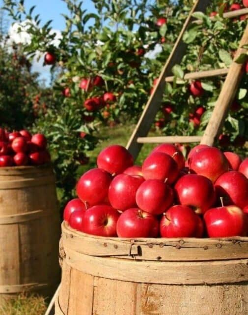 2023 NEW Michigan Cider Mills Map, Apple Orchards, Warm Donuts, and ...