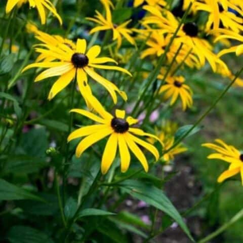 Michigan Wildflowers: 14 Native Michigan Flowers to Know | My Michigan ...
