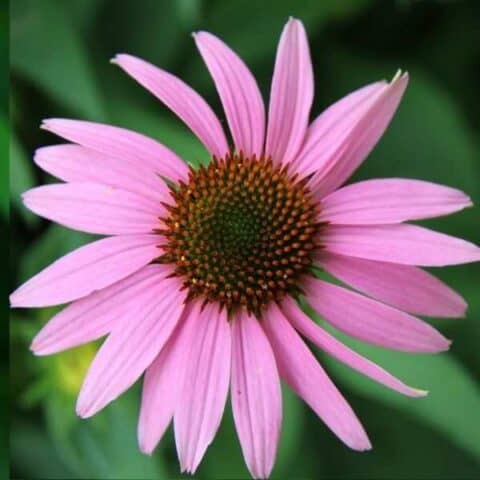 Michigan Wildflowers: 14 Native Michigan Flowers to Know | My Michigan ...