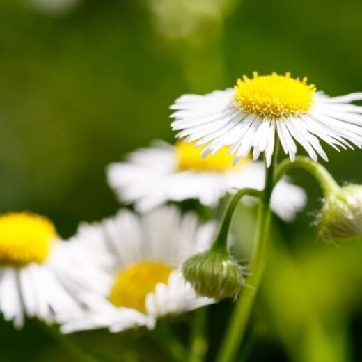 Michigan Wildflowers: 14 Native Michigan Flowers to Know | My Michigan ...