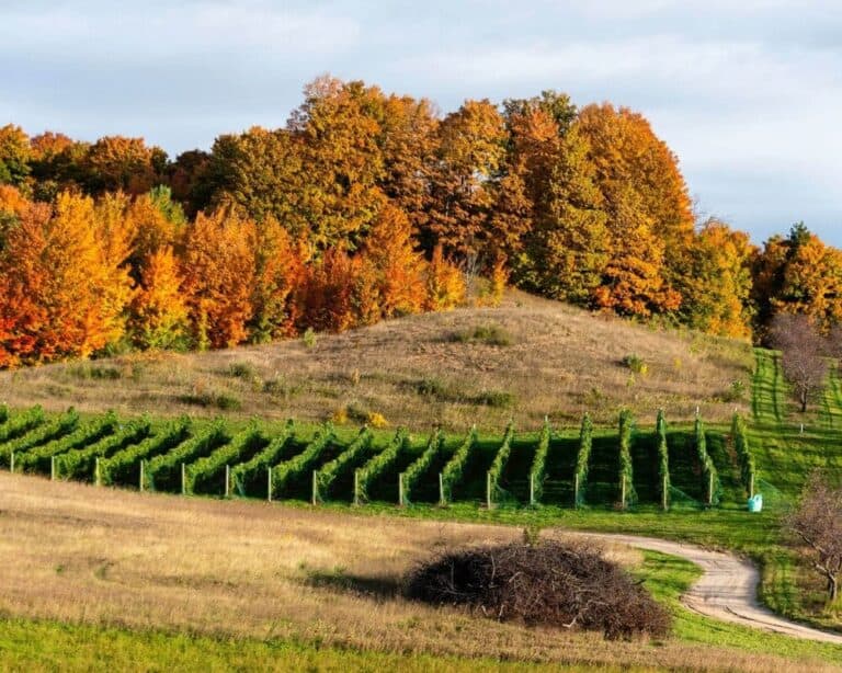 Ultimate Michigan Wineries Guide - My Michigan Beach and Travel