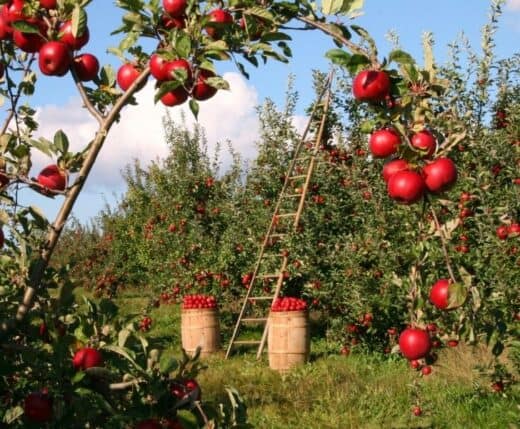 BEST Michigan Cider Mills and Apple Orchards with MAP - My Michigan ...