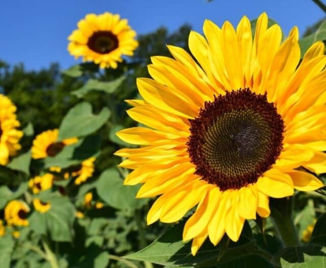 Sunflower Fields in Michigan UPDATED: 14 Awesome Spots to Get Your ...