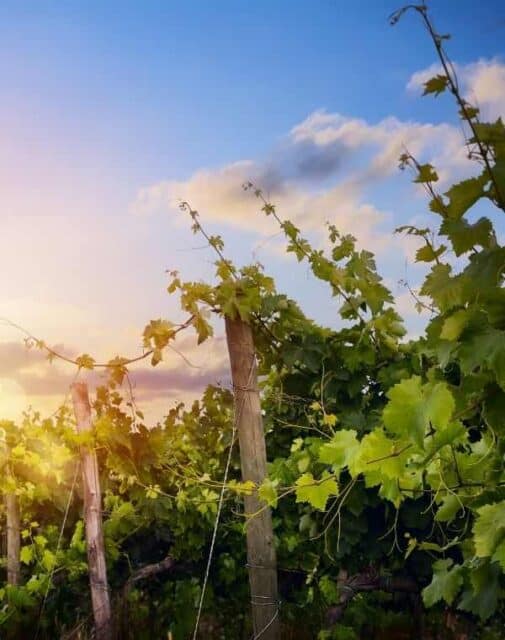 Southwest Michigan Wineries: Lake Michigan Shore Wine Trail | My ...