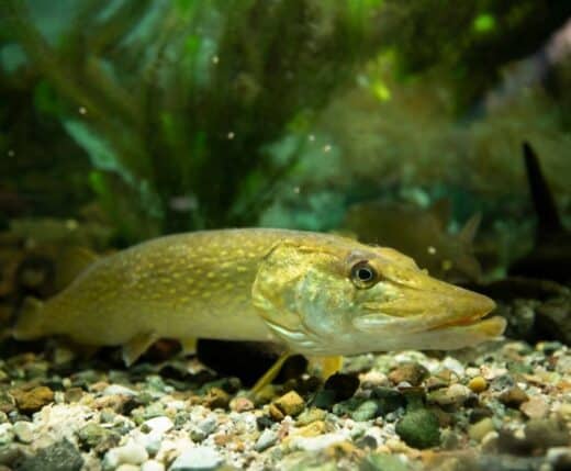 Belle Isle Aquarium Detroit: Oldest Aquarium in North America (2026 ...