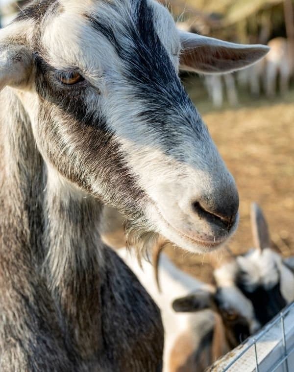 Top 17 Michigan Spring Break Staycation Ideas for 2025 - My Michigan ...