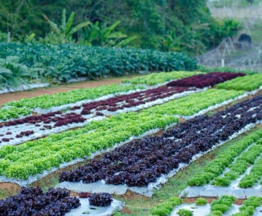 16 Amazing Michigan Farm-to-Table Restaurants | My Michigan Beach and ...