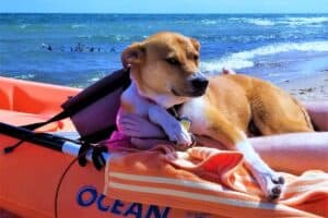 15 Best Kayaking Trips in Michigan (2026 Guide With Map) | My Michigan ...