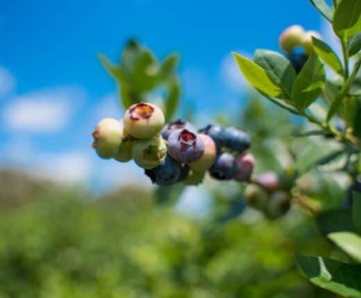 Blueberry Picking Michigan: Best U-Pick Blueberry Farms in Michigan ...