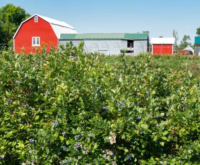 Blueberry Picking Michigan: Best U-Pick Blueberry Farms in Michigan ...