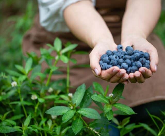 Blueberry Picking Michigan: Best U-Pick Blueberry Farms in Michigan ...