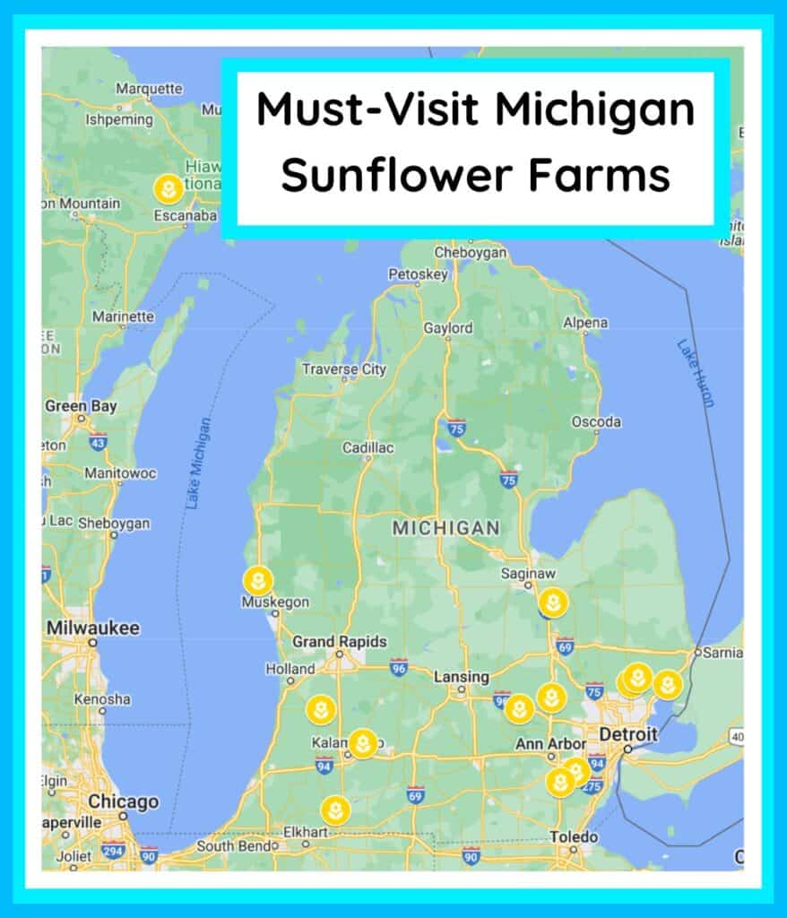 Must-Visit Michigan Sunflower Fields for 2025 | My Michigan Beach and ...
