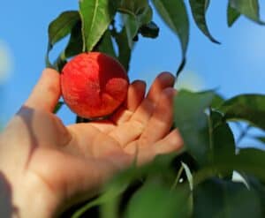 Best Peach Picking Michigan (MAP): Find UPick Peaches in Michigan - My ...