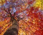 15 Fun and Unique Fall Things to Do in Northern Michigan ...