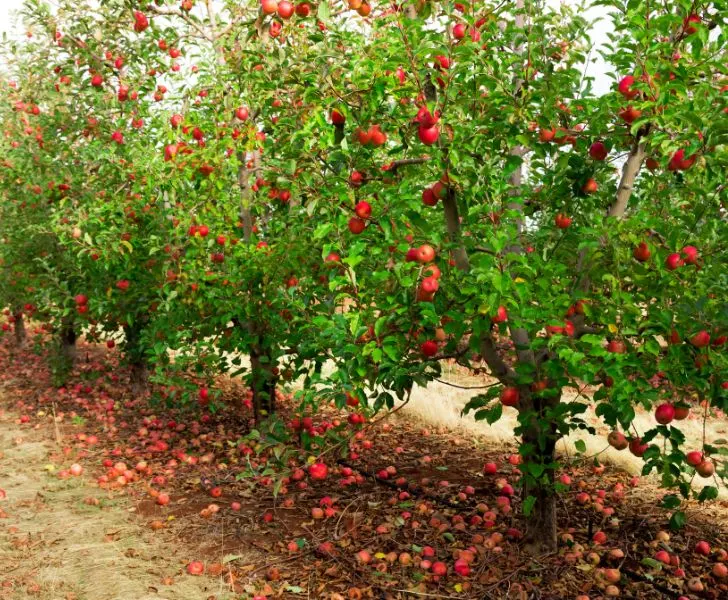 Apple Picking in Michigan: 20 TOP Spots for UPick Michigan Apples in ...
