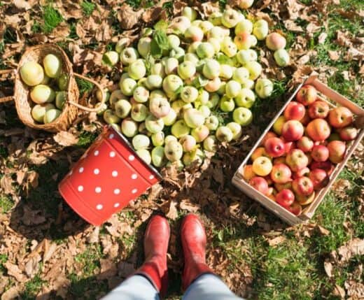 Apple Picking in Michigan: 20 TOP Spots for UPick Michigan Apples - My ...