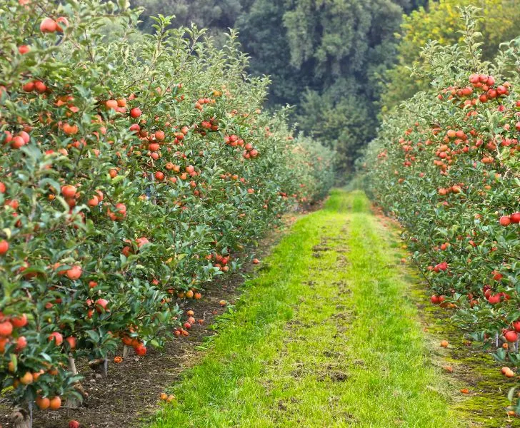 Apple Picking in Michigan: 20 TOP Spots for UPick Michigan Apples in ...