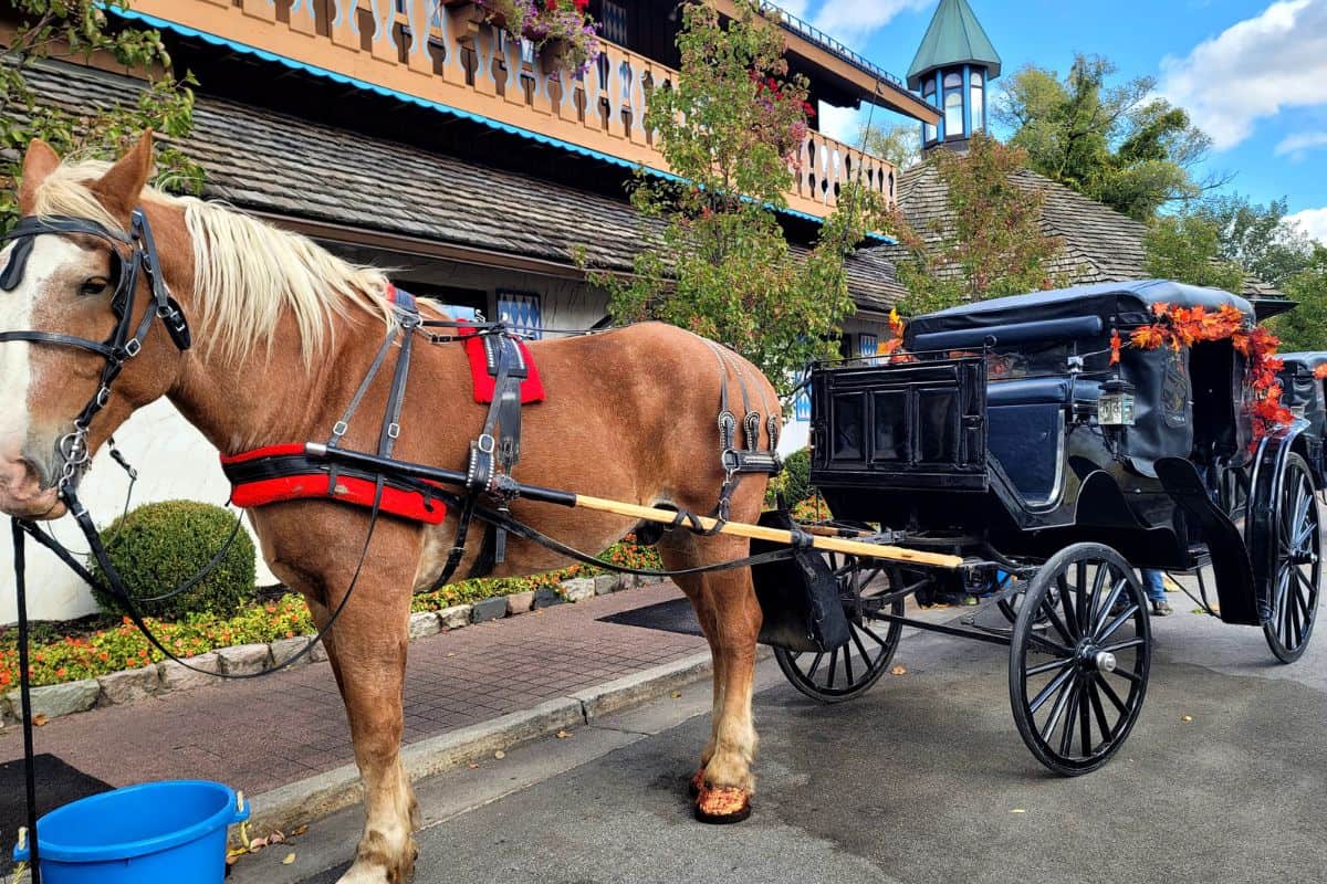 Frankenmuth Thanksgiving Guide: Celebrate in Michigan’s Little Bavaria ...