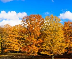 Upper Peninsula Michigan Fall: Seven Scenic Fall Routes for Leaf ...