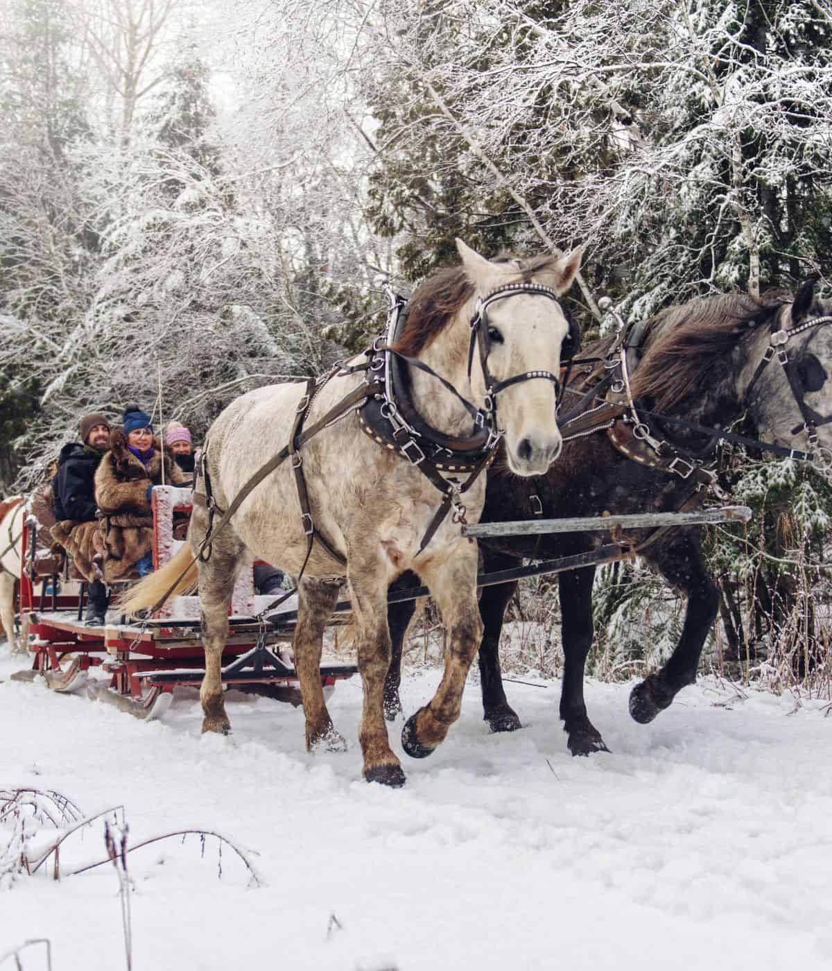 15 AMAZING Michigan Sleigh Rides (Winter Horse Drawn Carriages & Elk ...
