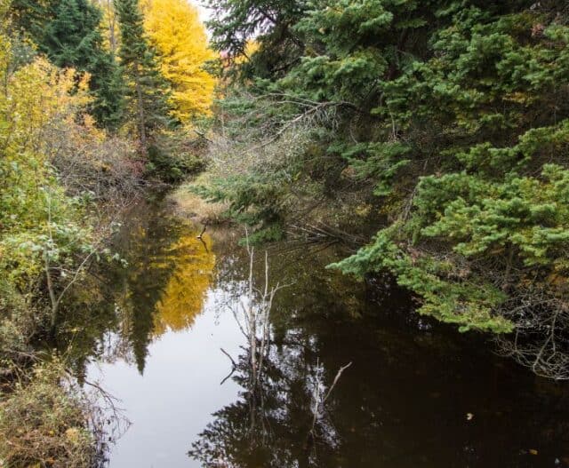 Michigan National Forests Utimate Travel Guide | My Michigan Beach and ...