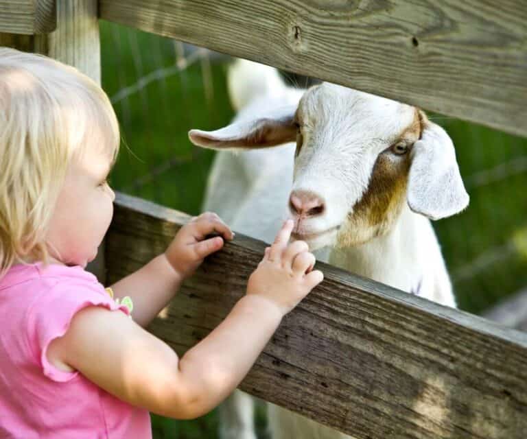 33 BEST Michigan Petting Zoos, Farms, Animal Sanctuaries (MAP) - My ...
