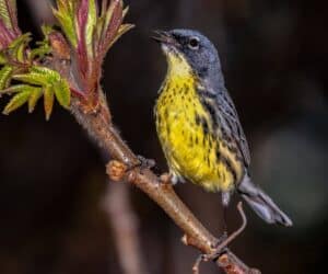 15 Top Spots for Birding and Bird Watching in Michigan (MAP) | My ...