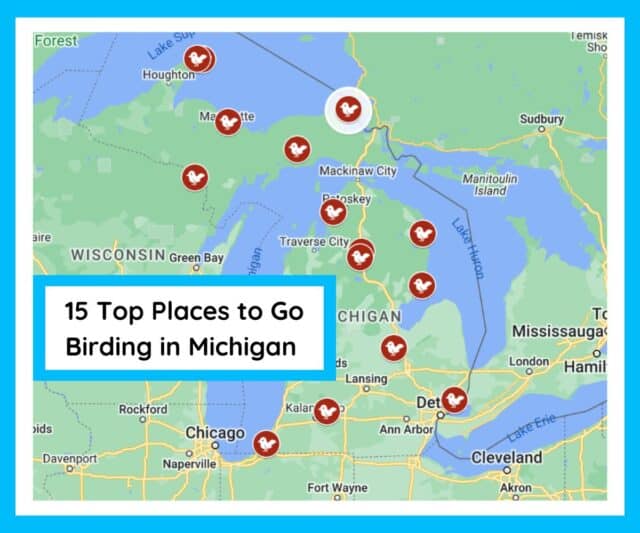 15 Top Spots for Birding and Bird Watching in Michigan (MAP) - My ...