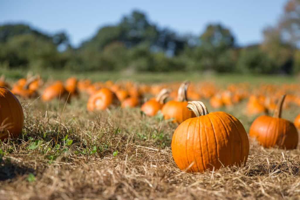 Best Michigan Pumpkin Patches & Fall Farms to Visit (2025 Guide) | My ...